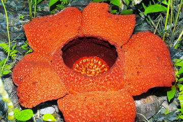 Tambunan Day Trip from Kota Kinabalu: Rafflesia Flower, Bamboo Village ...